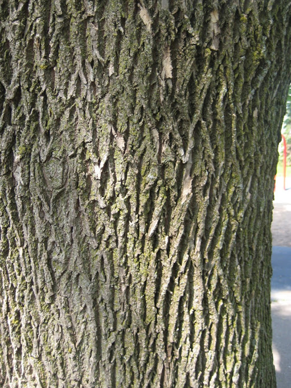Basic Tree | Tree Identification | Regional and Community Forestry ...