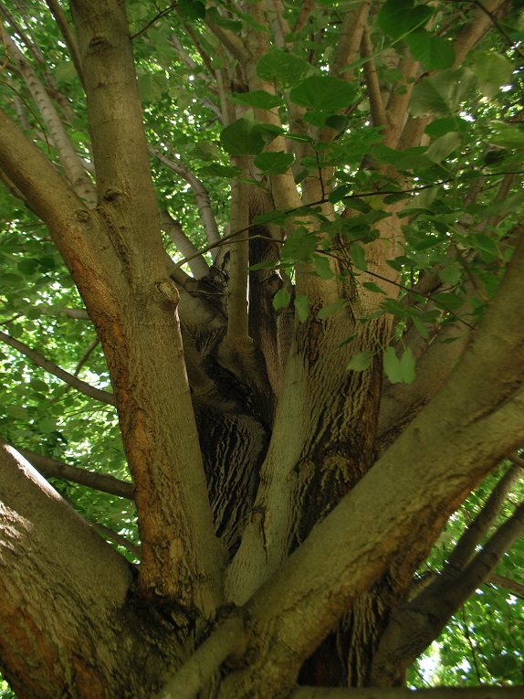 Basic Tree | Tree Identification | Regional and Community Forestry ...